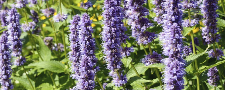 Pachuli: ¿Qué es? ¿para que se utiliza? usos y beneficios | Blog Druni