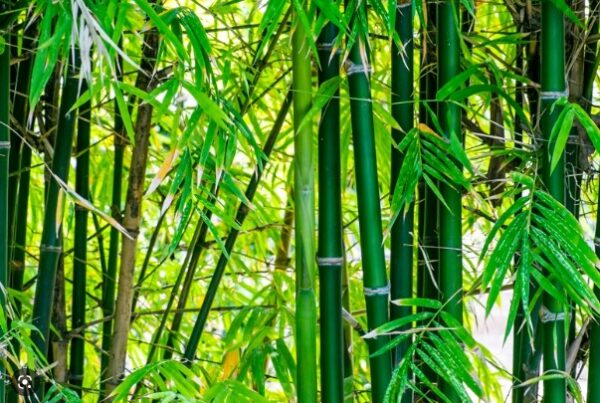 Bambú: Propiedades, usos y beneficios | Blog Druni