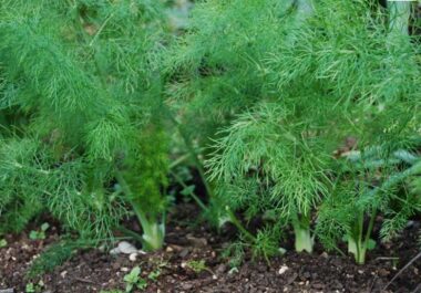 Propiedades del hinojo para la piel que te sorprenderán | Blog Druni