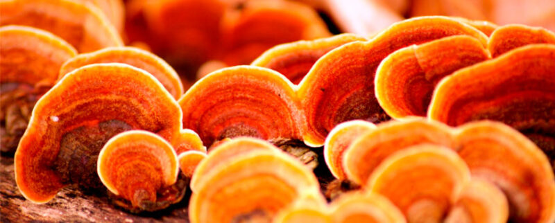 Reishi: ¿Qué es y cuáles son sus beneficios para la salud? | Blog Druni