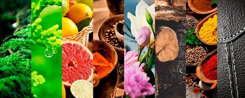 Las notas de un perfume: ¿Cuáles son? | Blog Druni