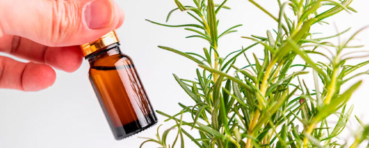 Aceite de romero para el pelo ¿Cómo aplicarlo? ¿Beneficios? | Blog Druni