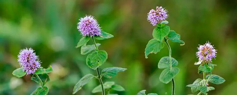 Mentha aquatica: qué es y para qué se utiliza | Blog Druni