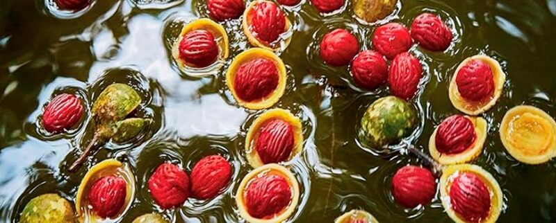 Manteca de Ucuuba: Beneficios usos y propiedades | Blog Druni