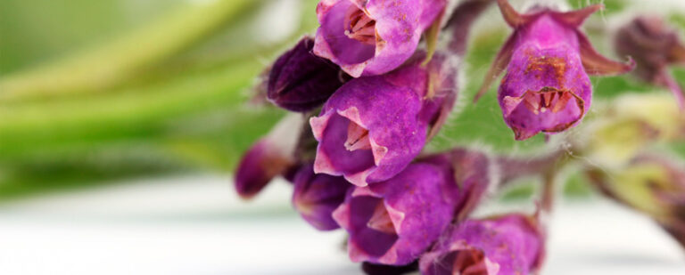 Alantoína: ¿Qué es y para que se utiliza en la belleza? | Blog Druni