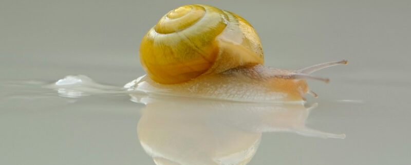 Mucina de caracol: Beneficios, propiedades y formas de uso | Blog Druni