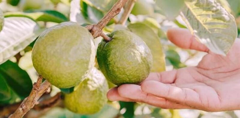 Guayaba: propiedades, beneficios y razones para consumirla diariamente ...