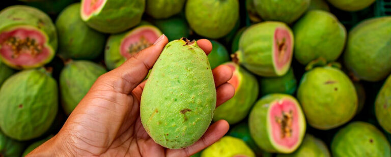 Guayaba: propiedades, beneficios y razones para consumirla diariamente ...