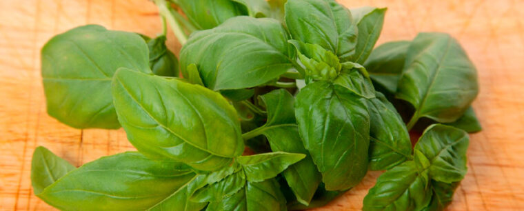 Albahaca: ¿qué es y para qué sirve? | Blog Druni