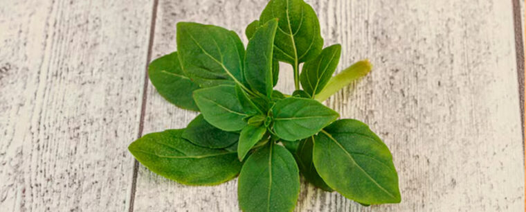 Albahaca: ¿qué es y para qué sirve? | Blog Druni