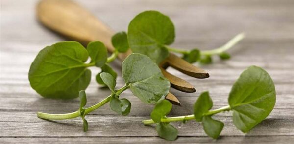 Berro: ¿qué es y para qué sirve? | Blog Druni