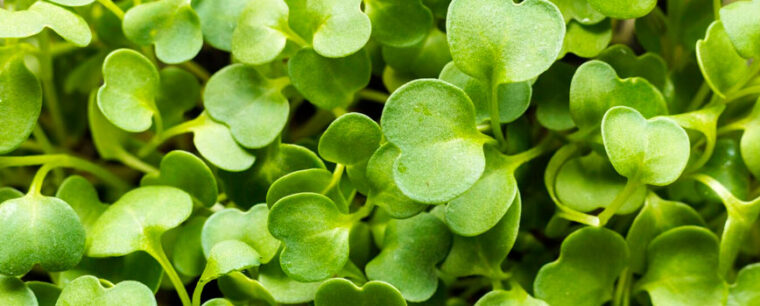 Berro: ¿qué es y para qué sirve? | Blog Druni