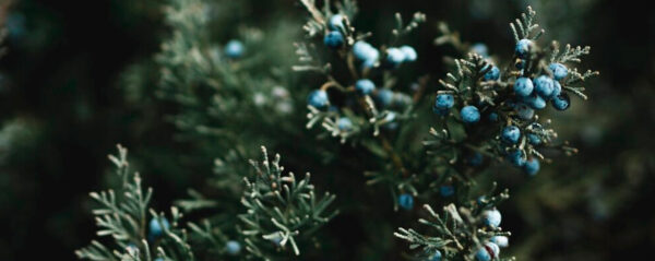 Enebro: ¿qué es y para qué sirve? | Blog Druni