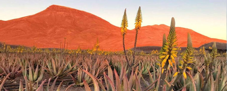 Principales usos de las flor de aloe vera | Blog Druni