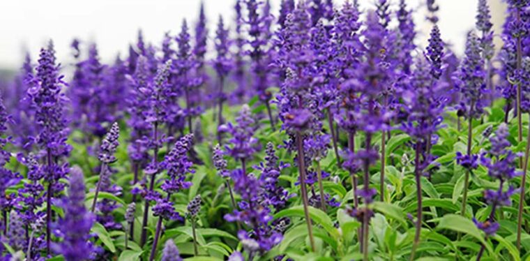 Chía: ¿Qué es y para qué sirve? | Blog Druni