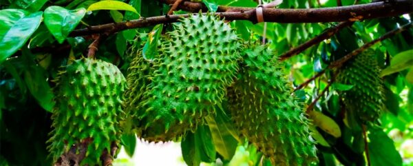 Graviola: Conoce este superalimento y sus increíbles propiedades | Blog ...