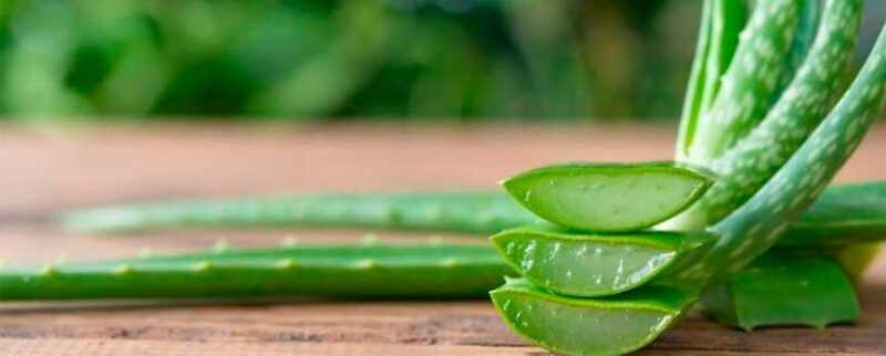 Sábila: Descubre 12 sorprendentes beneficios y cómo aprovechar sus ...