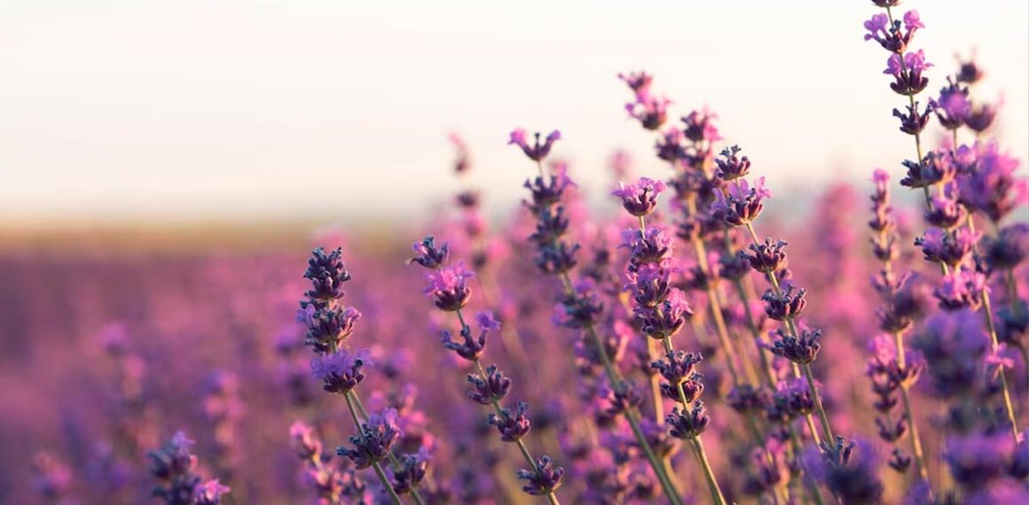 ¿Qué es y cuáles son las propiedades de la lavanda? | Blog Druni