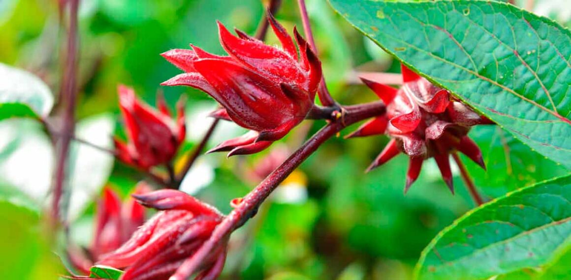 Chía: ¿Qué es y para qué sirve? | Blog Druni