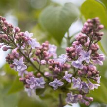 Tipos de rostro de mujer: ¿Cómo saber cuál es el tuyo? | Blog Druni