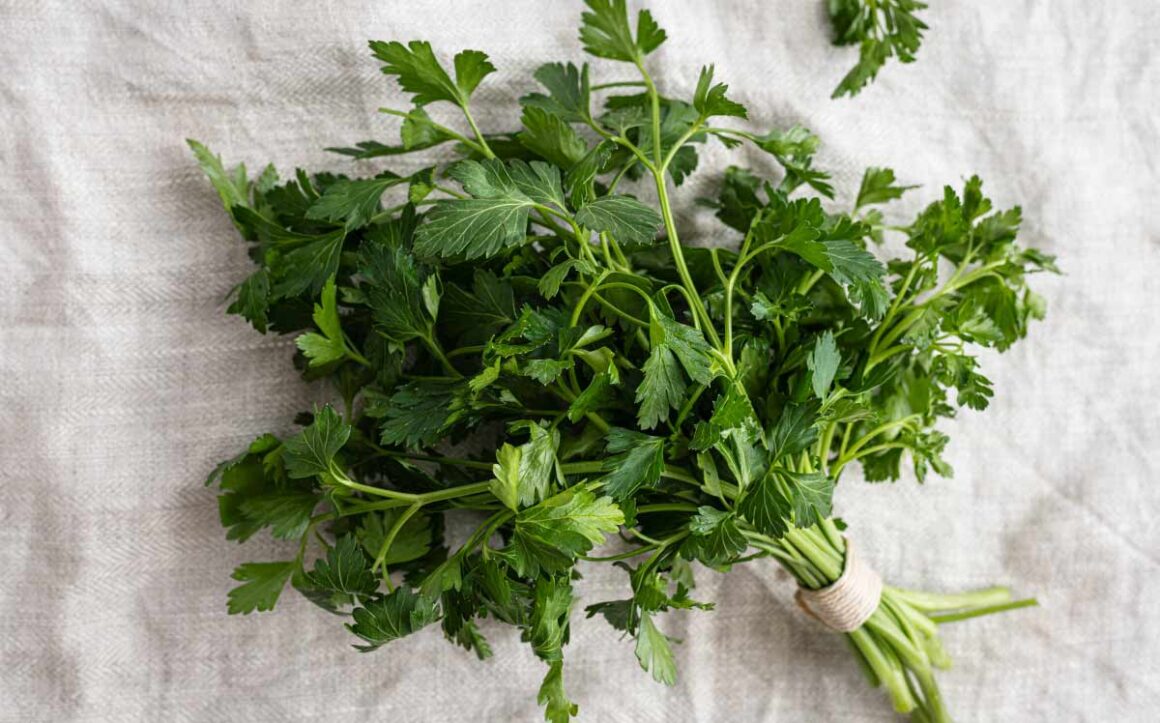 Cilantro: propiedades, beneficios y por qué incluirlo en tu dieta ...