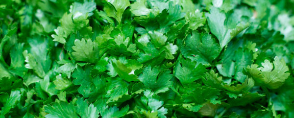 Cilantro: propiedades, beneficios y por qué incluirlo en tu dieta ...
