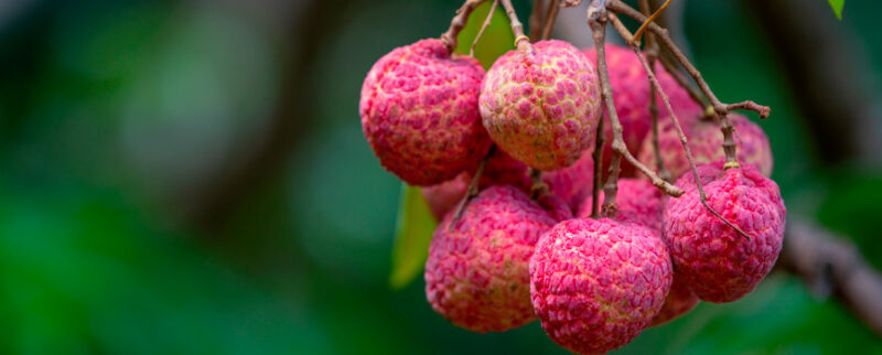 Lichi: qué es, propiedades y para qué sirve | Blog Druni