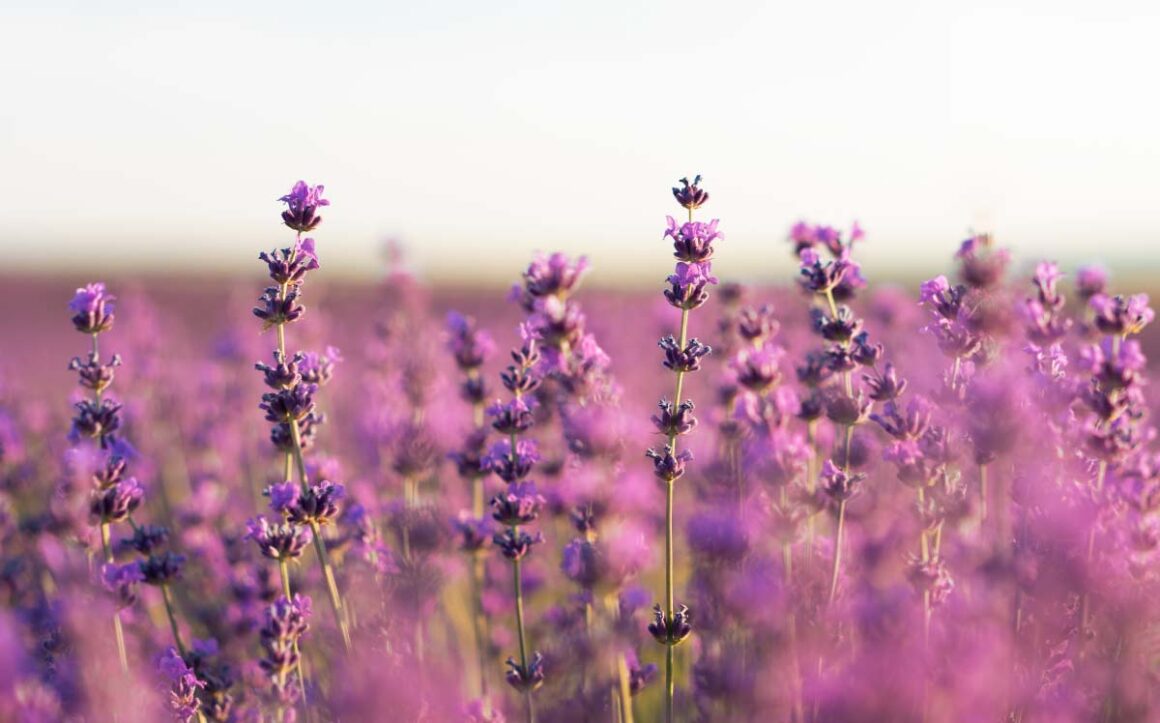 Los mejores perfumes con lavanda: frescura, elegancia y versatilidad en ...