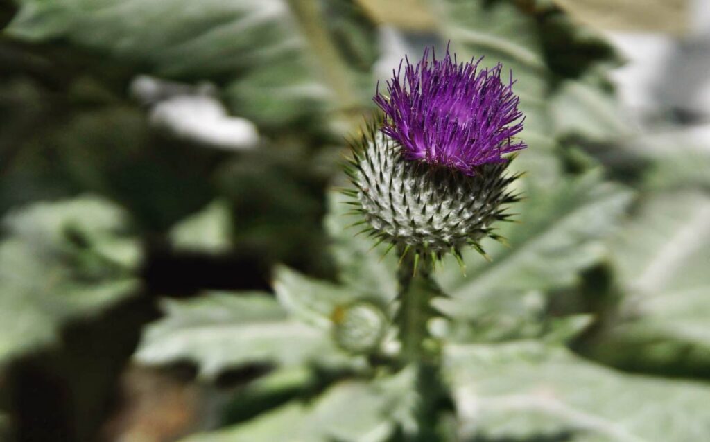 ¿Para qué sirve el cardo mariano? | Blog Druni